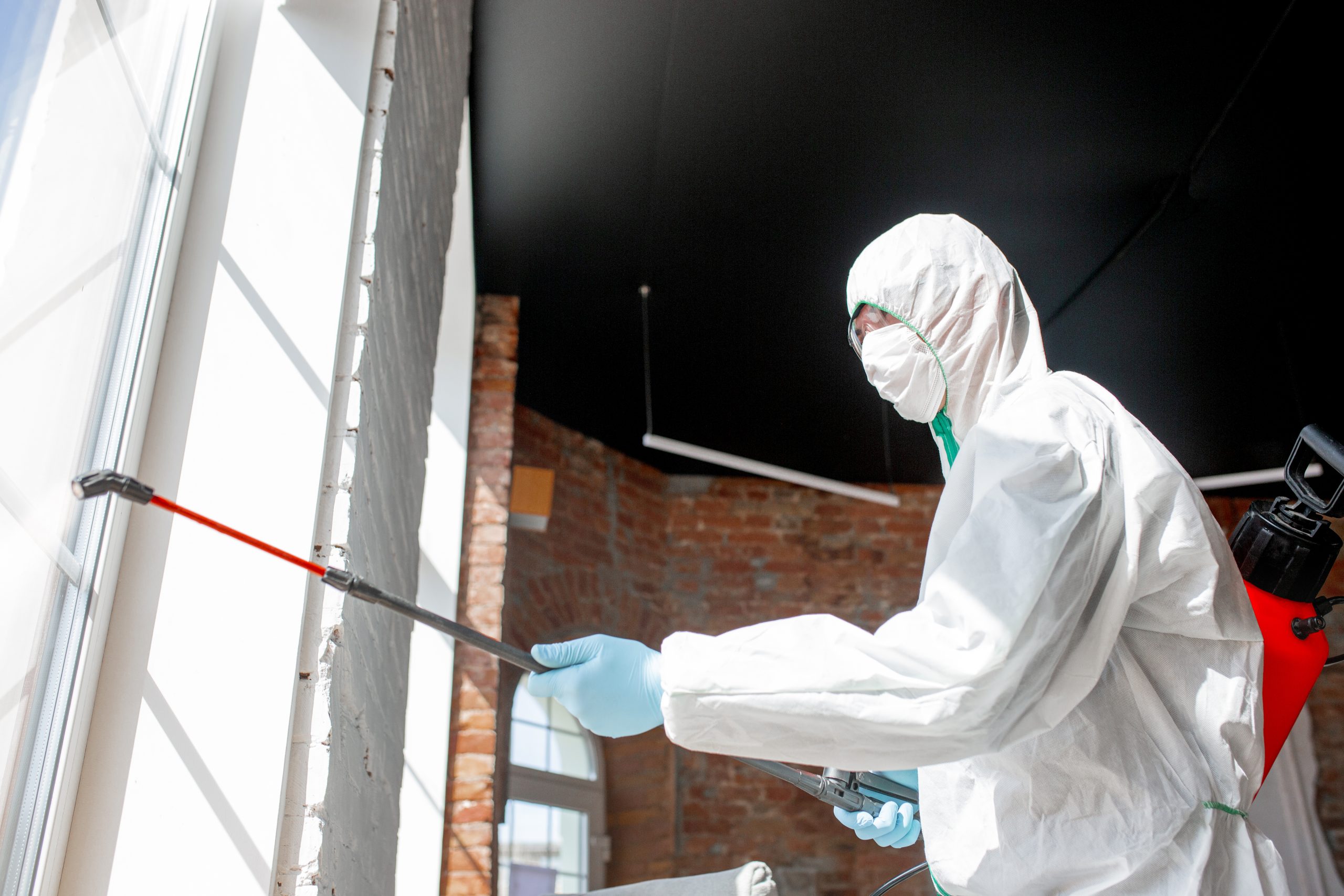 Common Pests Found During Building Inspections: Identifying and ...